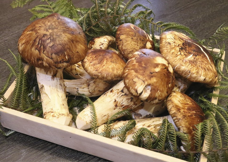 The Japanese Dream, Matsutake, Sold Out – Forest Glory